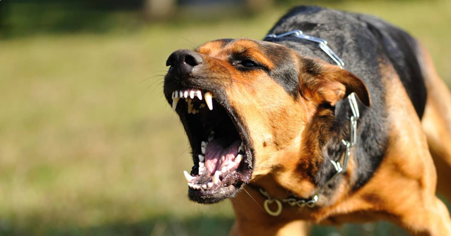 Attacked By a Dog? Dog Attack Lawyers Bridger Law Group Can Help